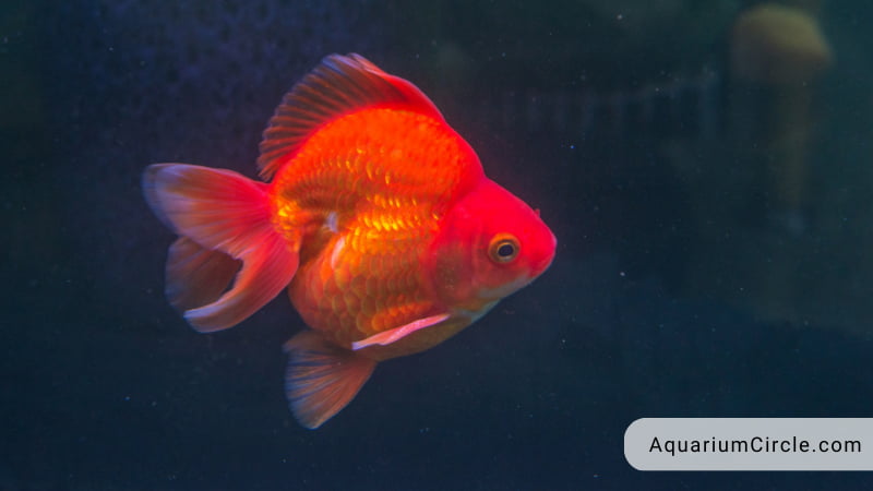 Fantail Goldfish: Care Guide, Lifespan, Tank Mates In Aquarium And More