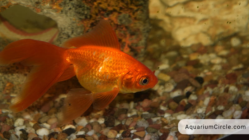 Fantail Goldfish: Care Guide, Lifespan, Tank Mates In Aquarium And More