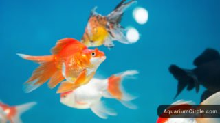 Fantail Goldfish: Care Guide, Lifespan, Tank Mates In Aquarium And More