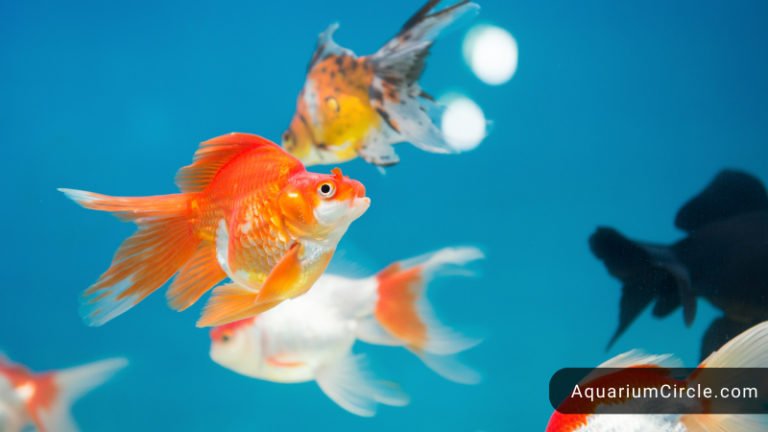 Fantail Goldfish: Care Guide, Lifespan, Tank Mates In Aquarium And More