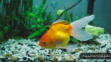 Fantail Goldfish: Care Guide, Lifespan, Tank Mates In Aquarium And More
