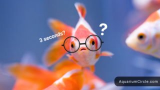 Goldfish Memory Span - 3 Second Memory Myth Busted