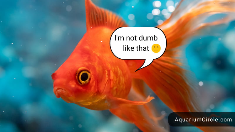 Goldfish Memory Span - 3 Second Memory Myth Busted