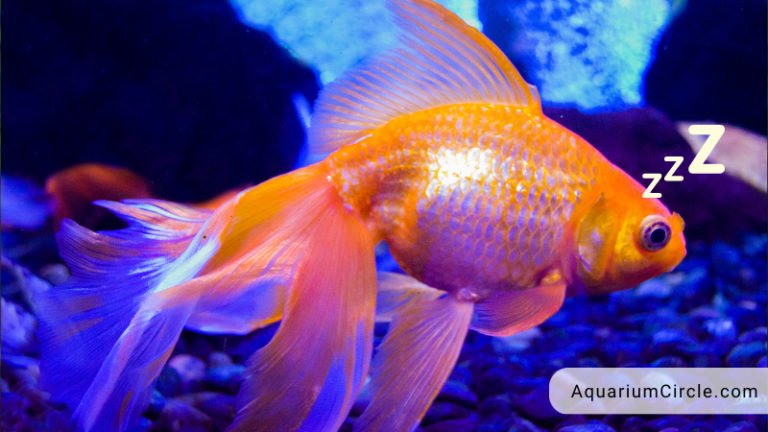 Why My Goldfish Laying On Bottom Of Tank? 8 Reasons Why