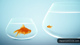 Goldfish Tank Size Guide: Which Size Tank For Goldfish Is The Best