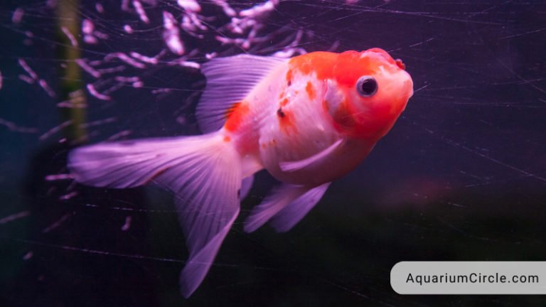 Goldfish With Big Head - Oranda Goldfish Care Guide