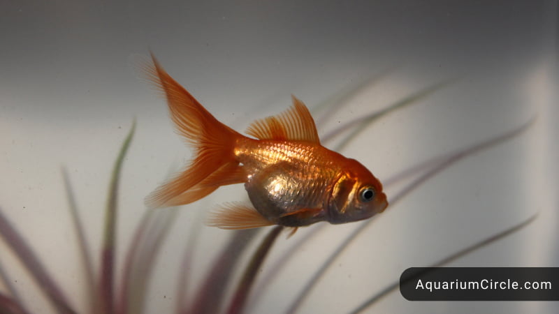 Fantail Goldfish: Care Guide, Lifespan, Tank Mates In Aquarium And More