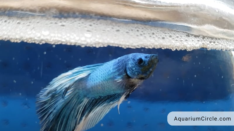 Betta Bubble Nest: What Is It & Why Are Betta Fish Making It?