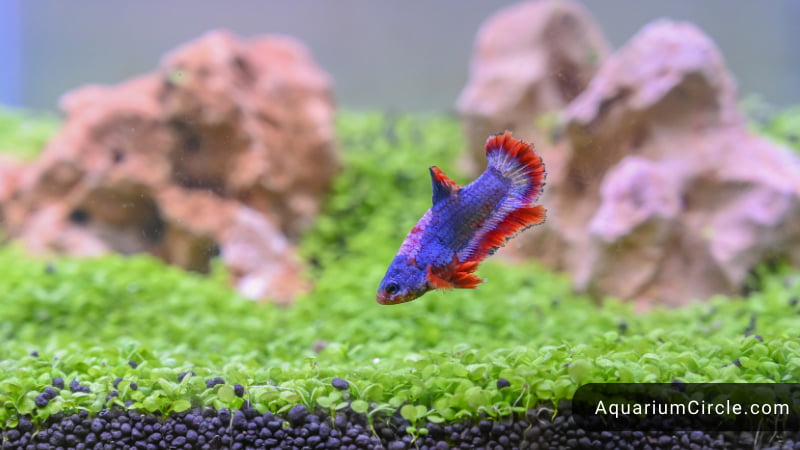 Betta Fish Water Temperature: What Is The Ideal Range Of Betta Fish ...