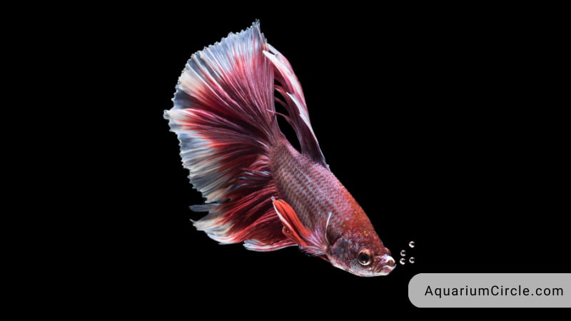 Betta Fish Water Temperature: What Is The Ideal Range Of Betta Fish ...