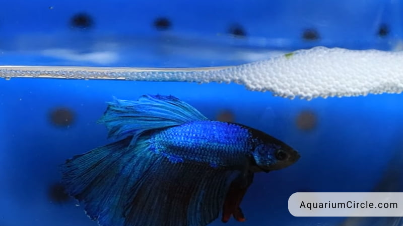 Betta Bubble Nest: What Is It & Why Are Betta Fish Making It?