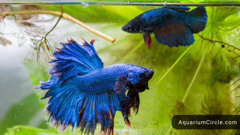 Do Betta Fish Sleep? Exact Answer For Bettas Sleeping Patterns And Habits