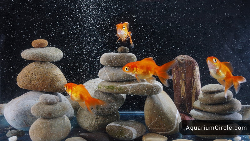 Goldfish Tank Size Guide: Which Size Tank For Goldfish Is The Best