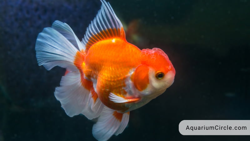 Goldfish With Big Head - Oranda Goldfish Care Guide