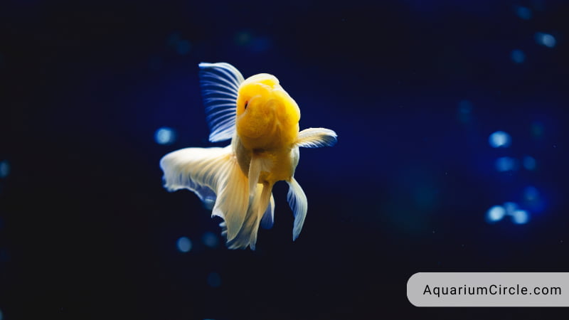 Goldfish With Big Head - Oranda Goldfish Care Guide