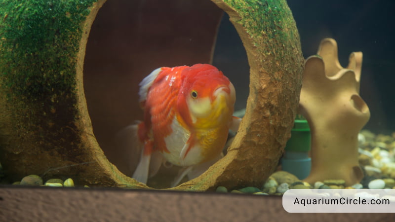 Goldfish With Big Head - Oranda Goldfish Care Guide