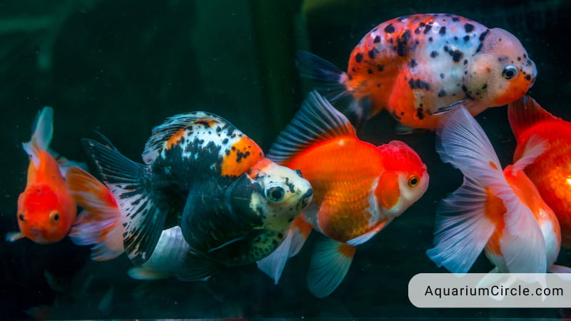 Goldfish With Big Head - Oranda Goldfish Care Guide