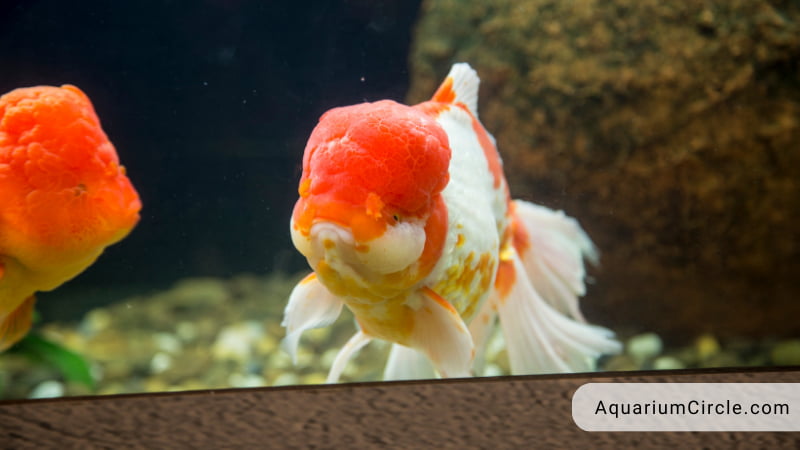 Goldfish With Big Head - Oranda Goldfish Care Guide