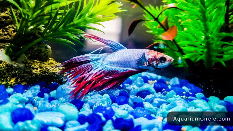 Do Betta Fish Like Light? Your Answer Is Right In This Post!