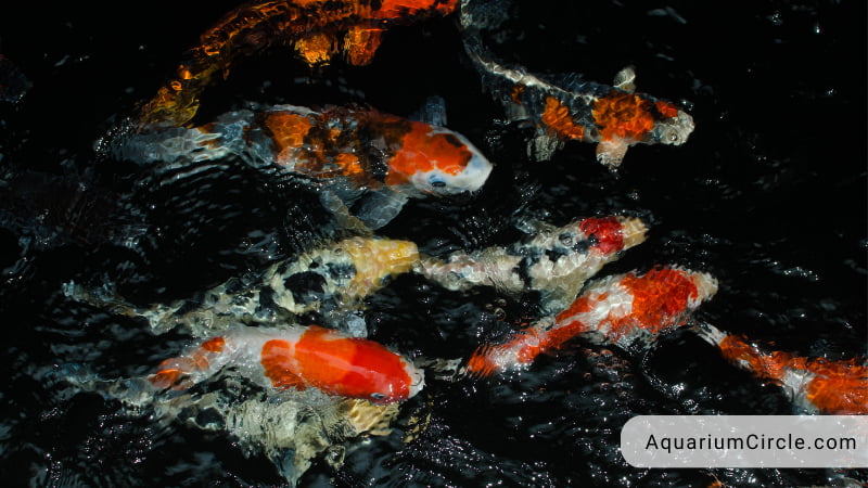 Shubunkin Goldfish Care Guide: Lifespan, Tank Size, Breeding And More