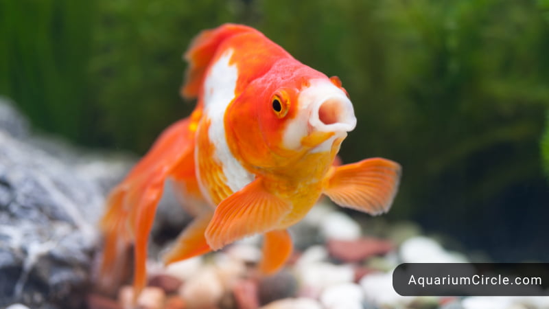 Why My Goldfish Laying On Bottom Of Tank? 8 Reasons Why