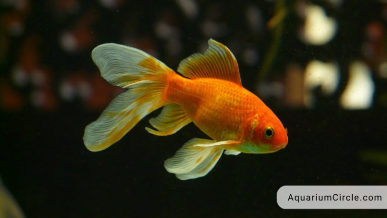 Goldfish Memory Span - 3 Second Memory Myth Busted