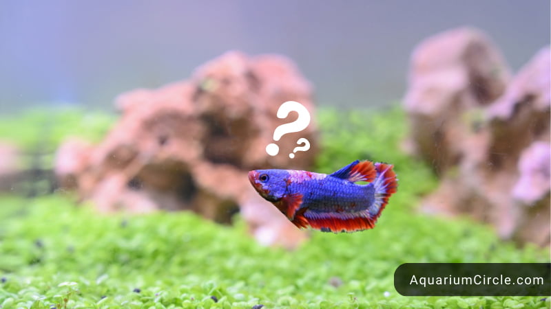 Betta Fish Water Temperature: What Is The Ideal Range Of Betta Fish ...
