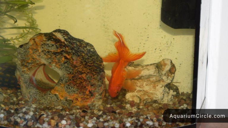 Goldfish Tank Size Guide: Which Size Tank For Goldfish Is The Best