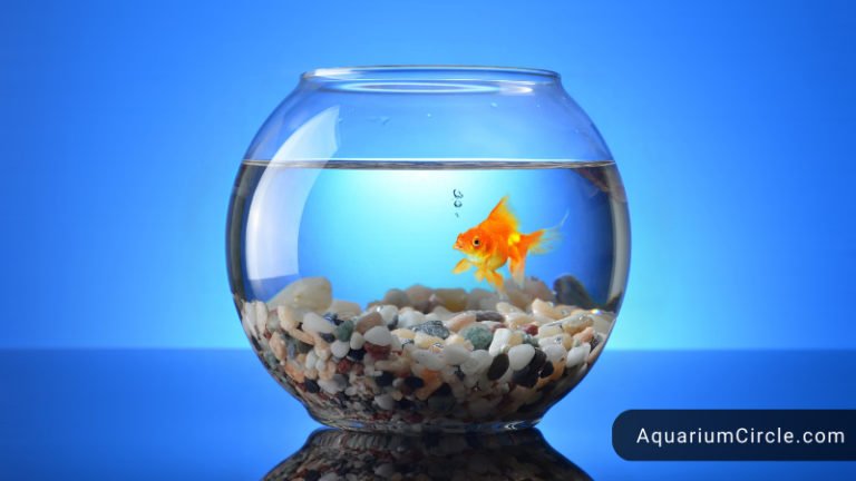 Goldfish Tank Size Guide: Which Size Tank For Goldfish Is The Best