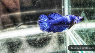 Betta Fish Water Temperature: What Is The Ideal Range Of Betta Fish ...