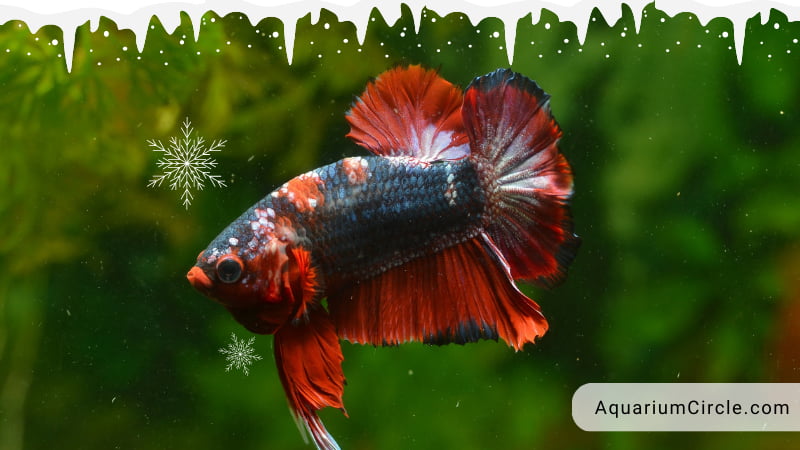 Betta Fish Water Temperature: What Is The Ideal Range Of Betta Fish ...
