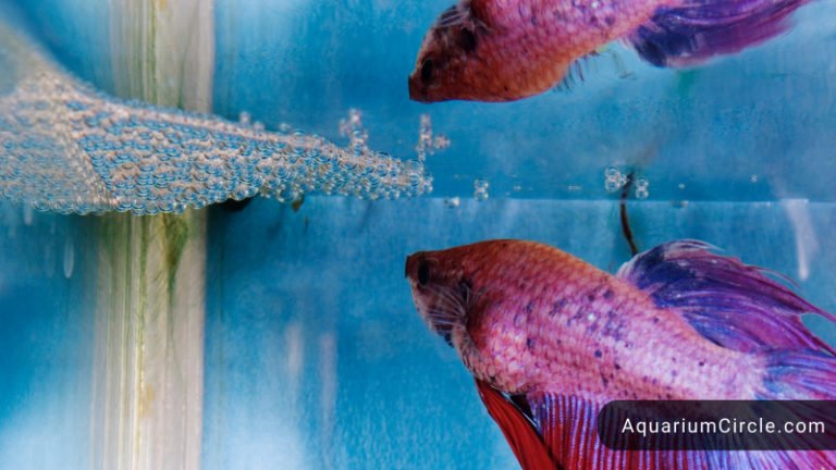Why Do Betta Fish Fight? 8 Reasons Behind The Aggression Of These ...