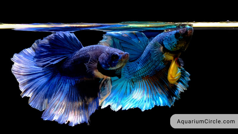 Do Betta Fish Sleep? Exact Answer For Bettas Sleeping Patterns And Habits