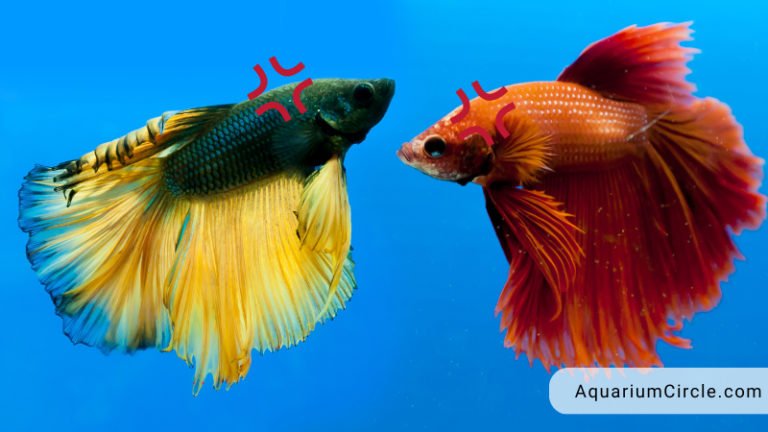 Why Do Betta Fish Fight? 8 Reasons Behind The Aggression Of These ...