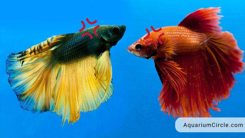 Why Do Betta Fish Fight? 8 Reasons Behind The Aggression Of These Beautiful Swimmers
