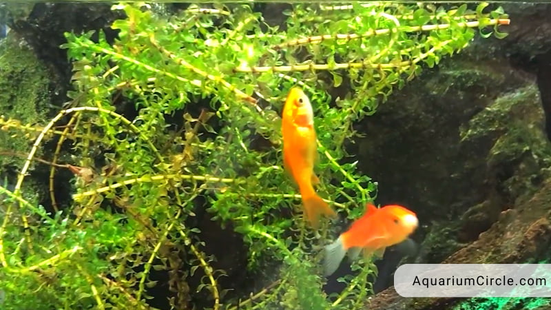 Betta Fish Plants: 17 Best Plants For Betta Fish