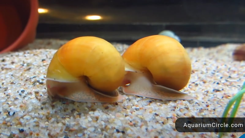 Snails For Betta Tank: 5 Benefits In Your Aquarium