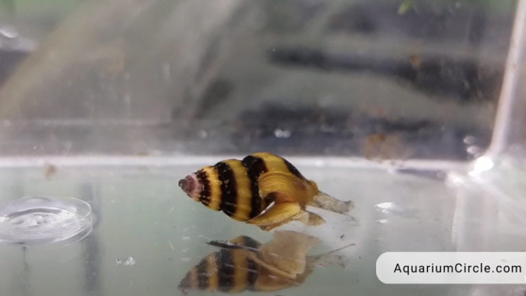 Snails For Betta Tank: 5 Benefits In Your Aquarium