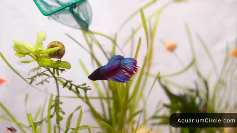 Can Female Betta Fish Live Together? AquariumCircle.com
