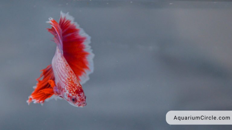 Battling Betta Fish Fin Rot: Symptoms, Causes And How To Cure Betta Fin Rot