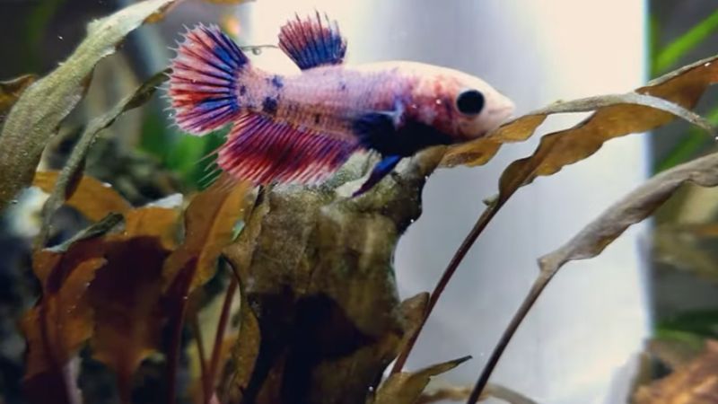 Clamped Fins Betta - 5 Truths Keep You Calm To Deal With It