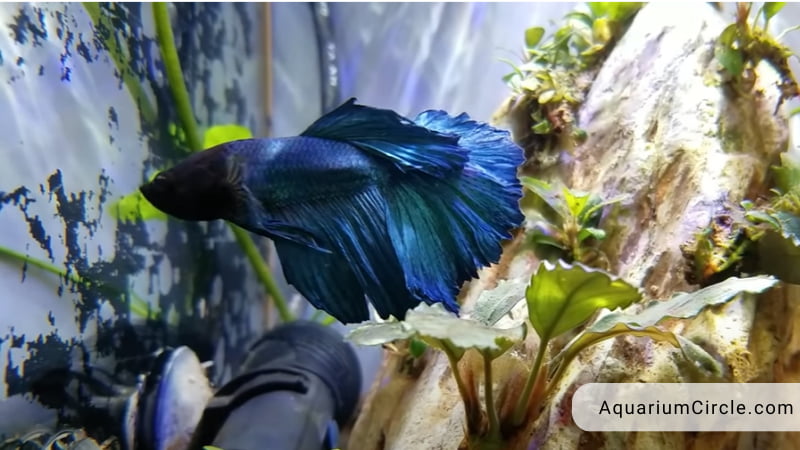 Battling Betta Fish Fin Rot: Symptoms, Causes And How To Cure Betta Fin Rot