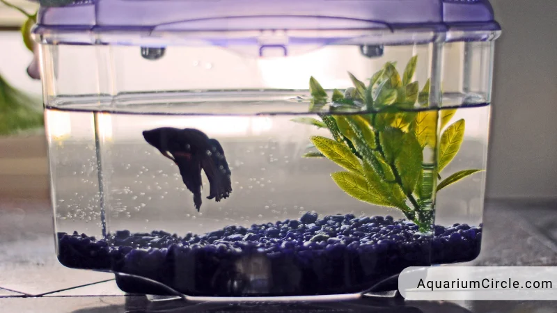 Betta Fish Care Tank Setup High-Quality | www.oceanproperty.co.th