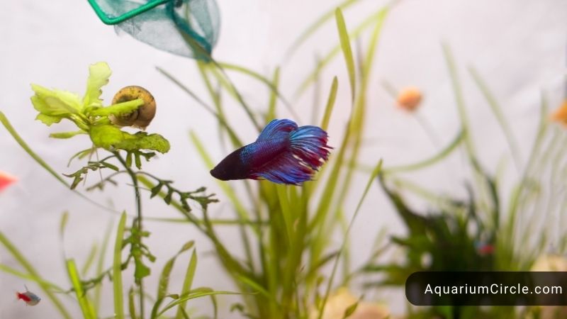 Clamped Fins Betta - 5 Truths Keep You Calm To Deal With It