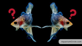 Betta Fish Toys - 17 Best Betta Fish Toys For A Joyful Life