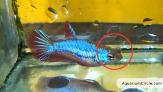 Understanding Betta Popeye: Symptoms, Causes And How To Treat Betta ...