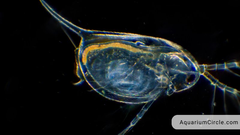 Daphnia For Betta Fish - A Delicious And Nutritious Treat For Your Bettas