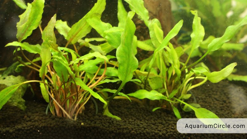 Betta Fish Plants: 17 Best Plants For Betta Fish