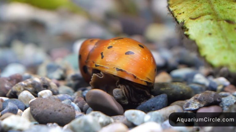 Snails For Betta Tank: 5 Benefits In Your Aquarium