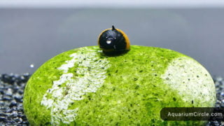 Snails For Betta Tank: 5 Benefits In Your Aquarium